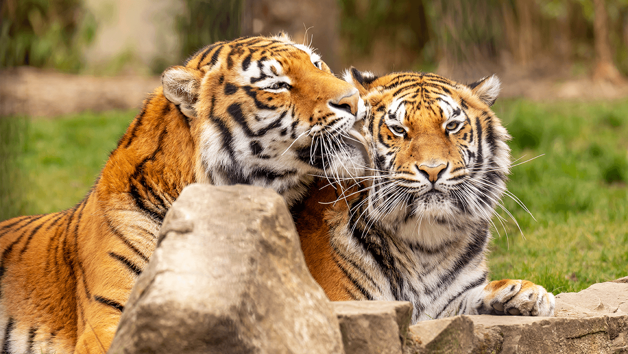 Pakawi Park – Lerarenkaart